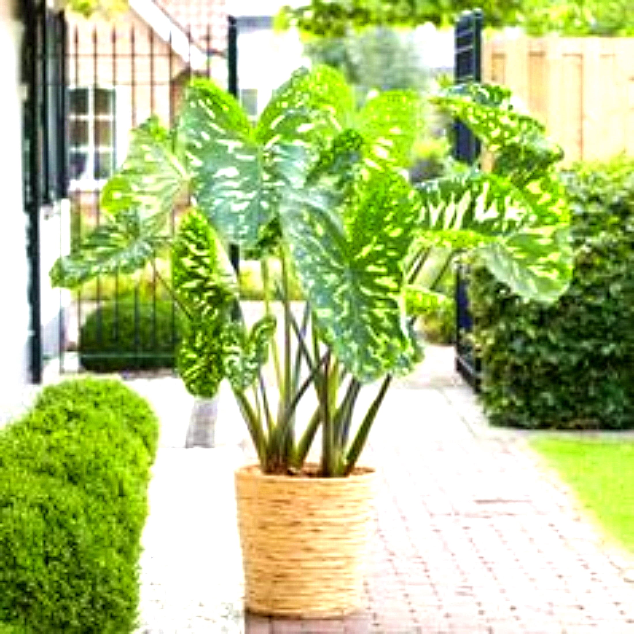 Elephant ear green leaf large-leaf shape, create a natural tropical ...