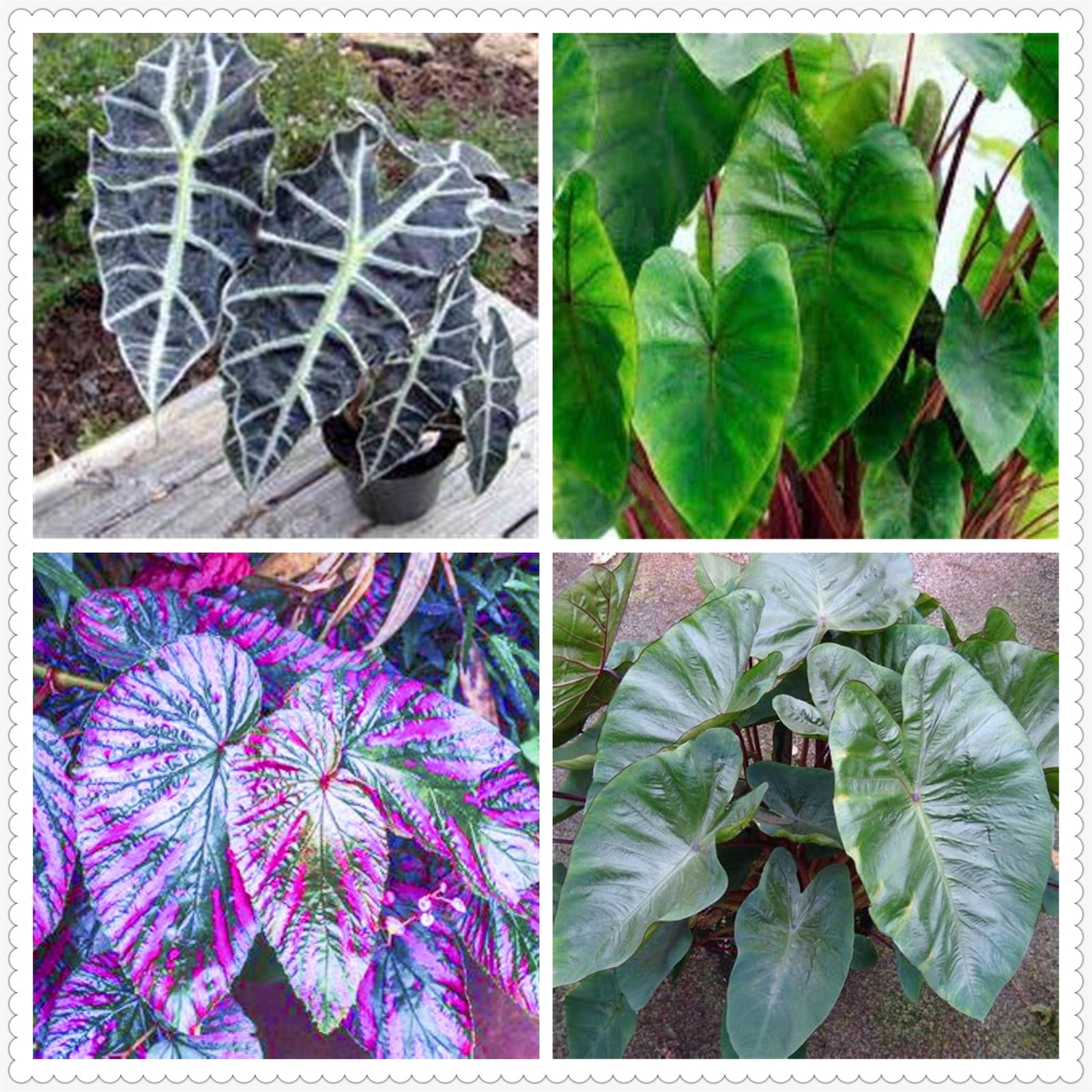 [Elephant ear mix]Garden Decoration Ornaments [Elephant ear Bulk ...
