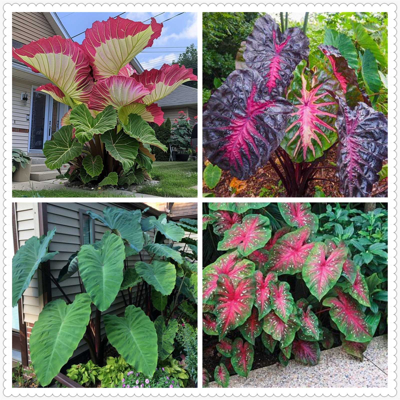 [Elephant ear mix]Garden Decoration Ornaments [Elephant ear Bulk ...