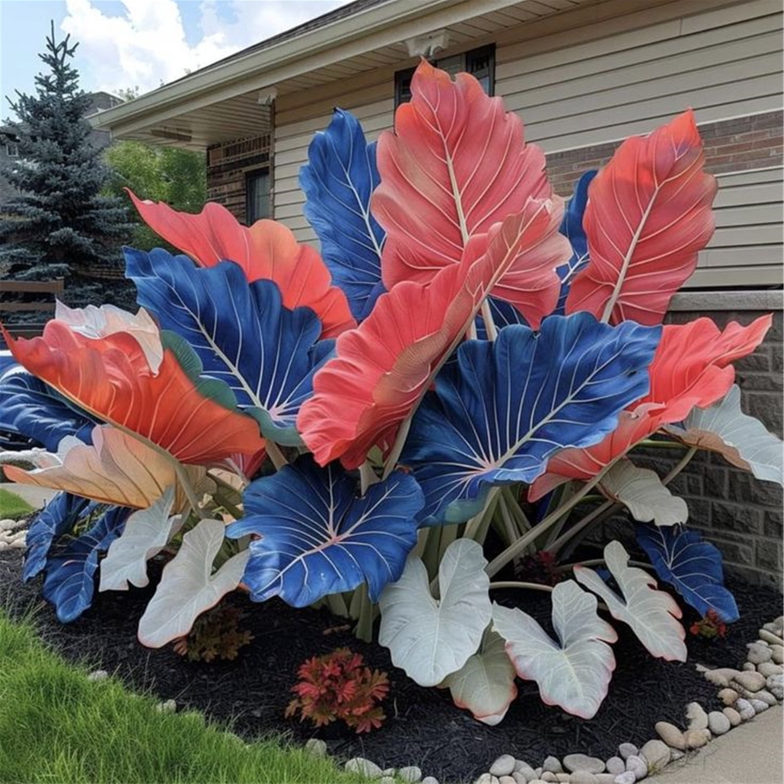 Elephant ear on sale Indoor & Outdoor Beautiful Easy to Grow Elephant ...