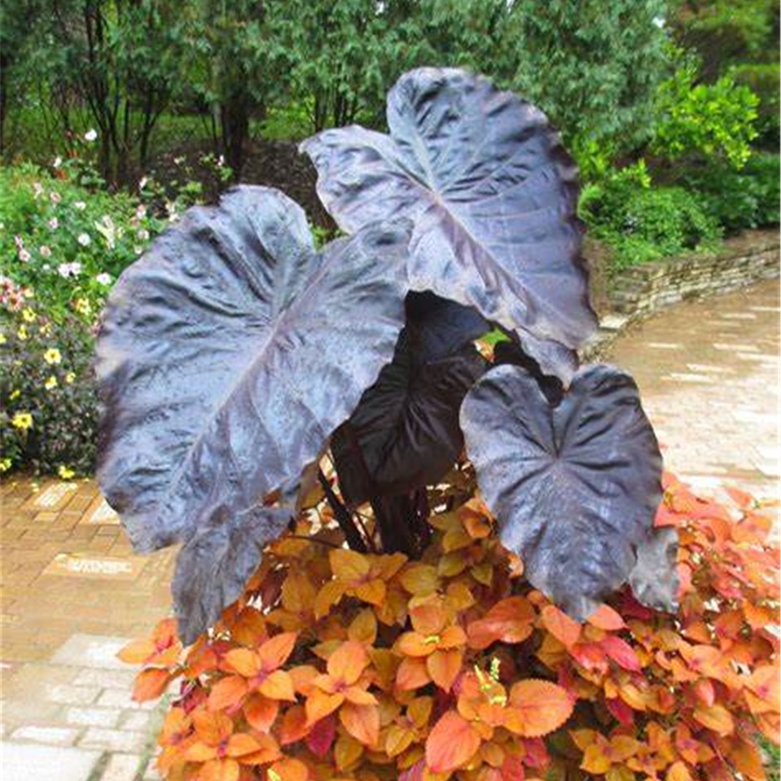 Elephant ear on sale Indoor Outdoor Beautiful Easy to Grow Large Leaf ...