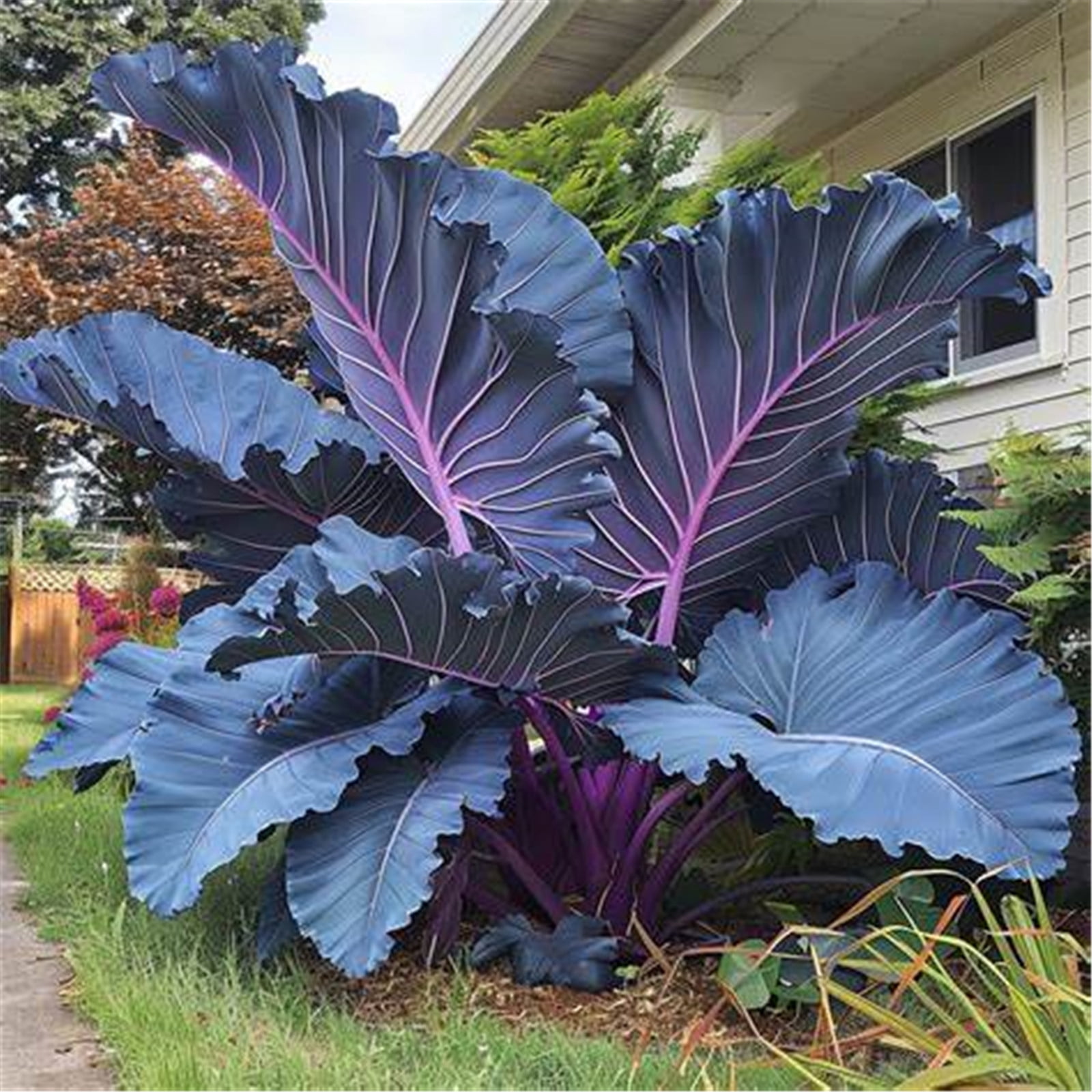 Elephant ear on sale Indoor Outdoor Beautiful Easy to Grow Large Leaf ...