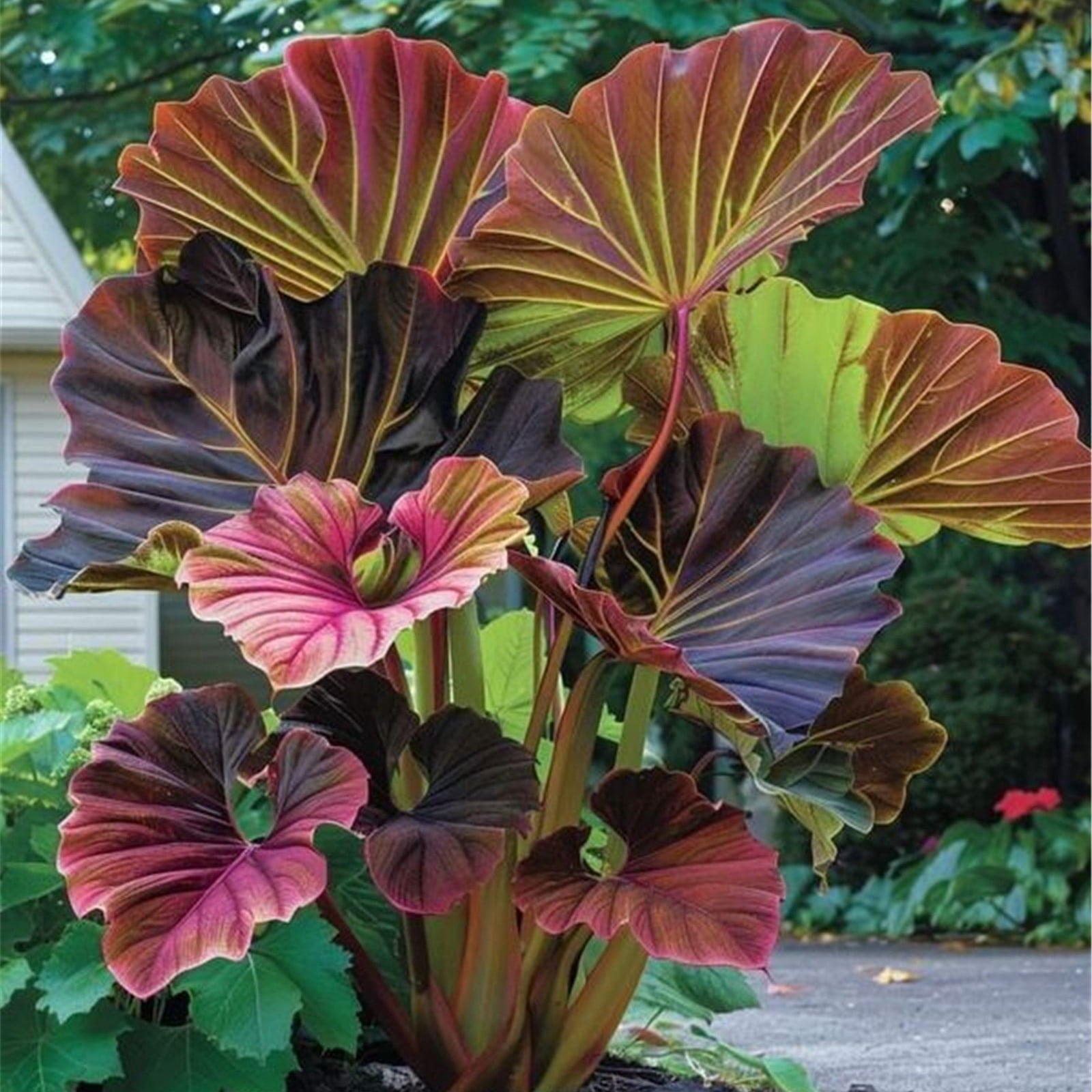 Elephant ear on sale Indoor Outdoor Beautiful Perennial Easy to Grow ...