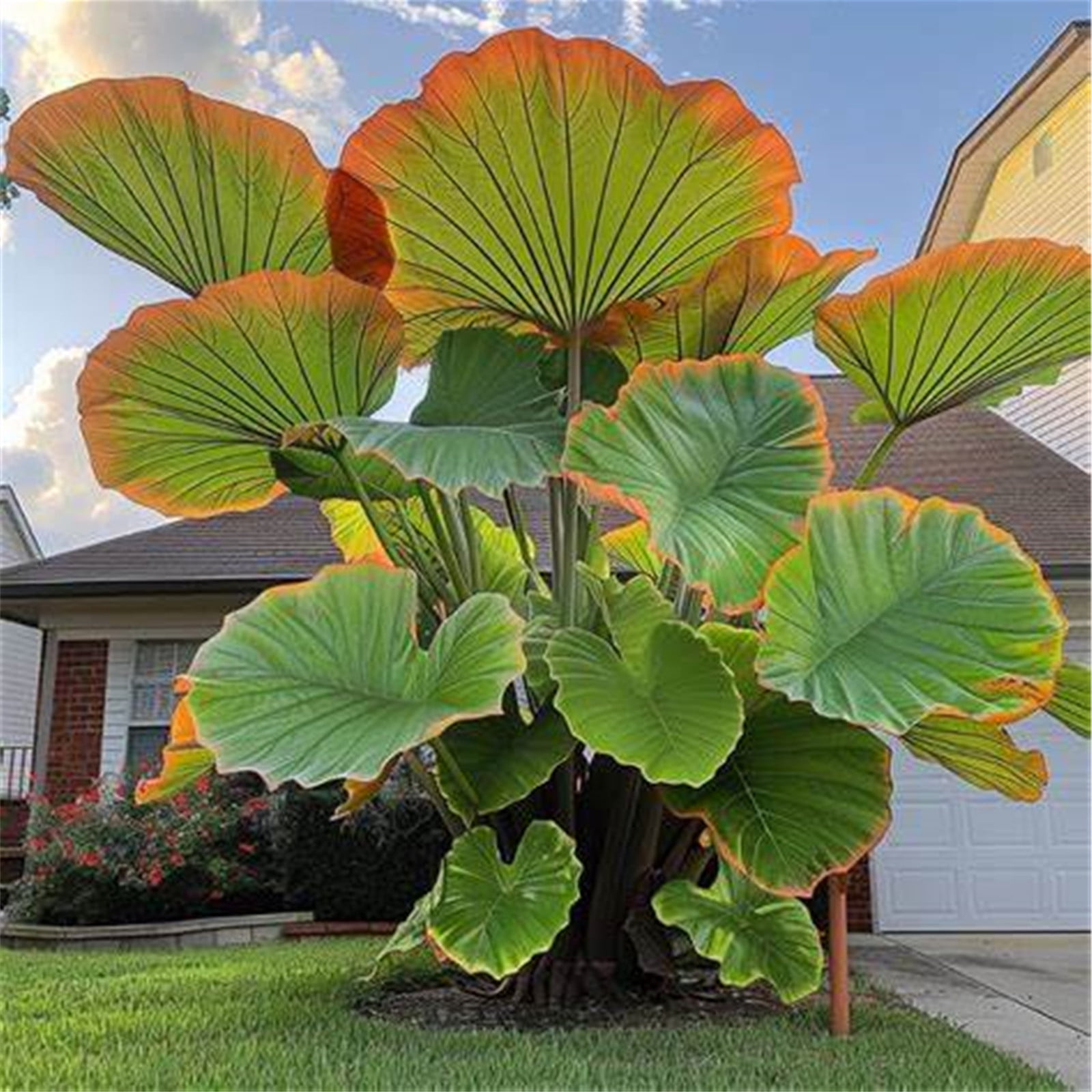 Elephant ear on sale Indoor Outdoor Beautiful Perennial Easy to Grow Large Leaf Elephant ear for ...
