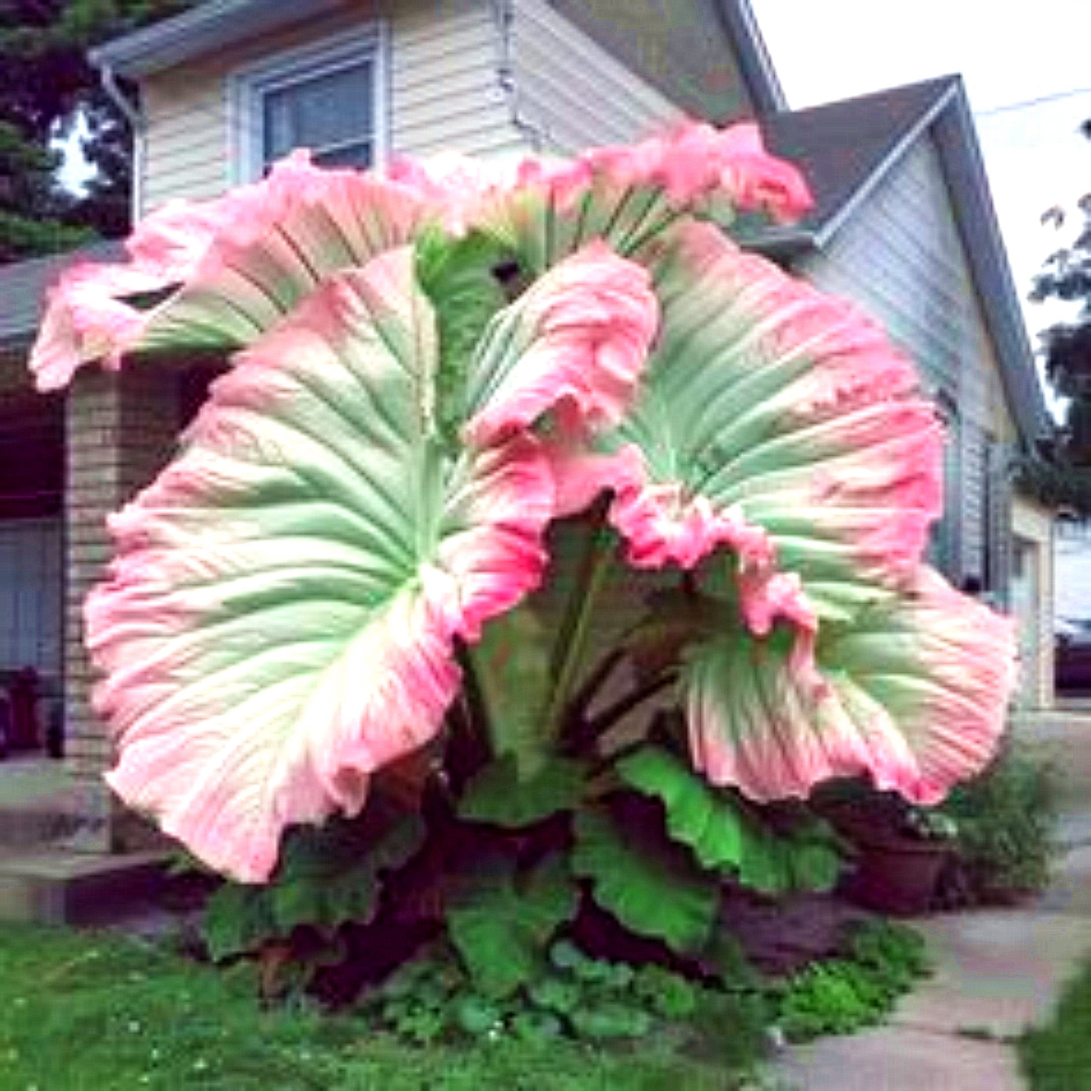 Elephant ear tropical green plant shape, enhance the natural beauty of ...