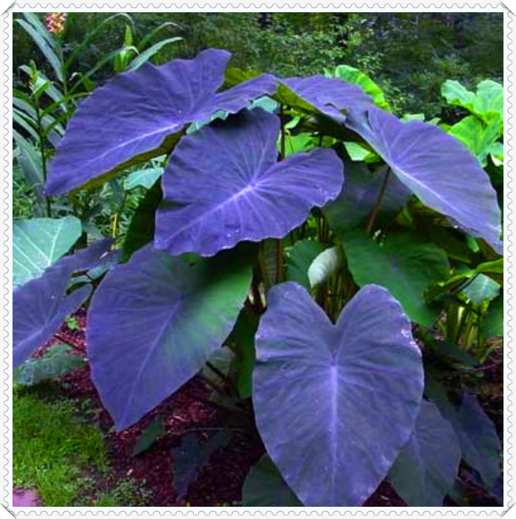 Elephant ear tropical large leaf appreciation, decorate home landscape ...