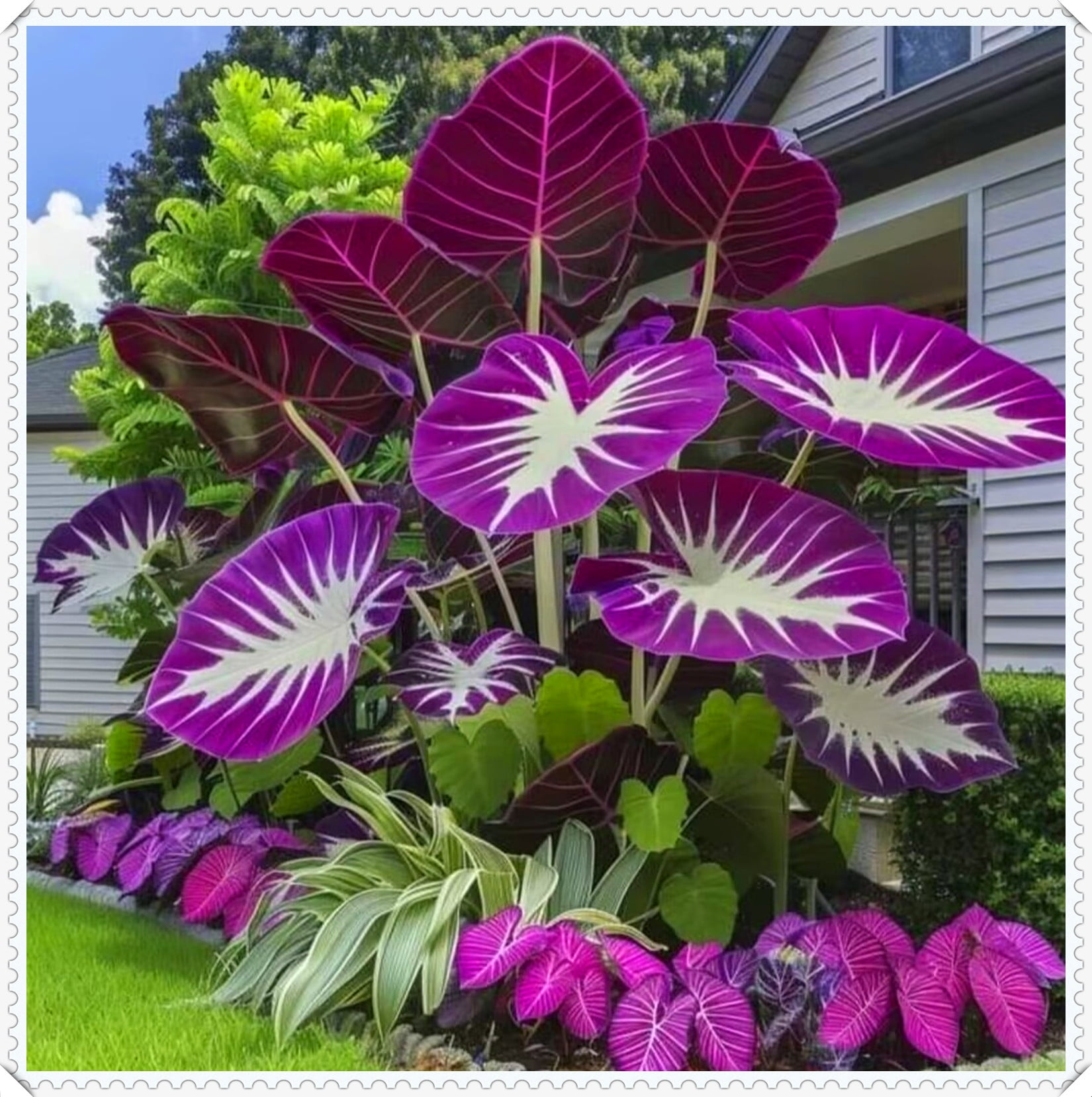 Elephant ear tropical large leaf appreciation, decorate home landscape ...