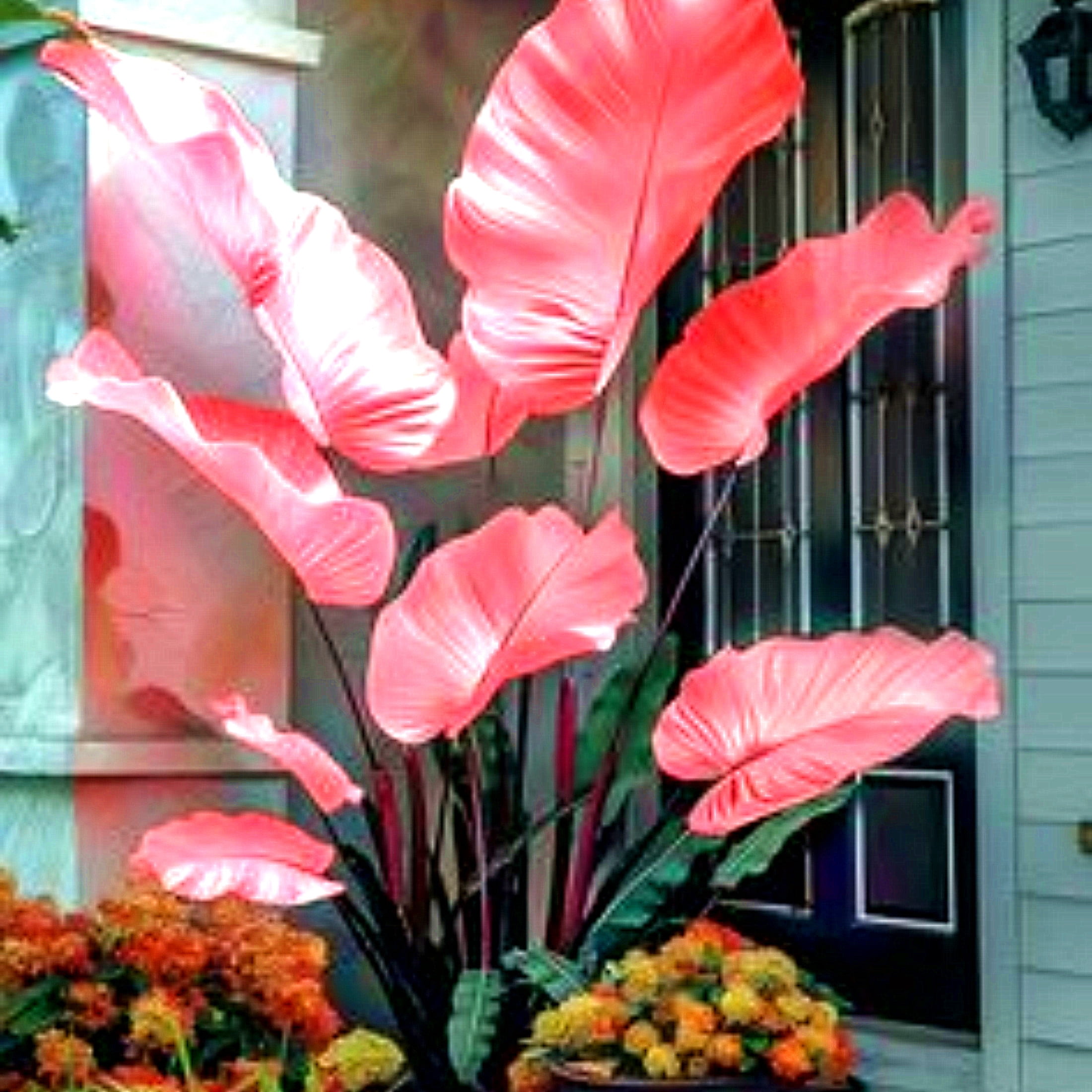 Elephant ear tropical wide-leaf shape, suitable for green decoration of ...