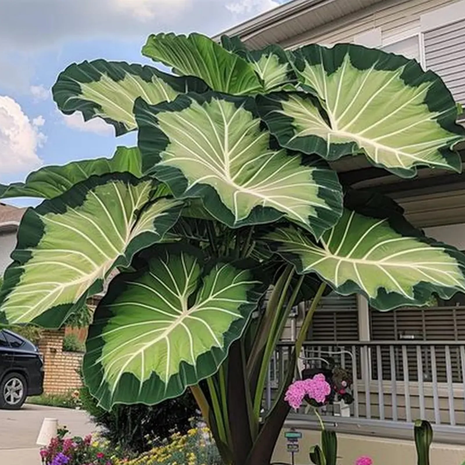 Elephant ears Bulbs/Professional Planting, Corners Garden/ Garden ...