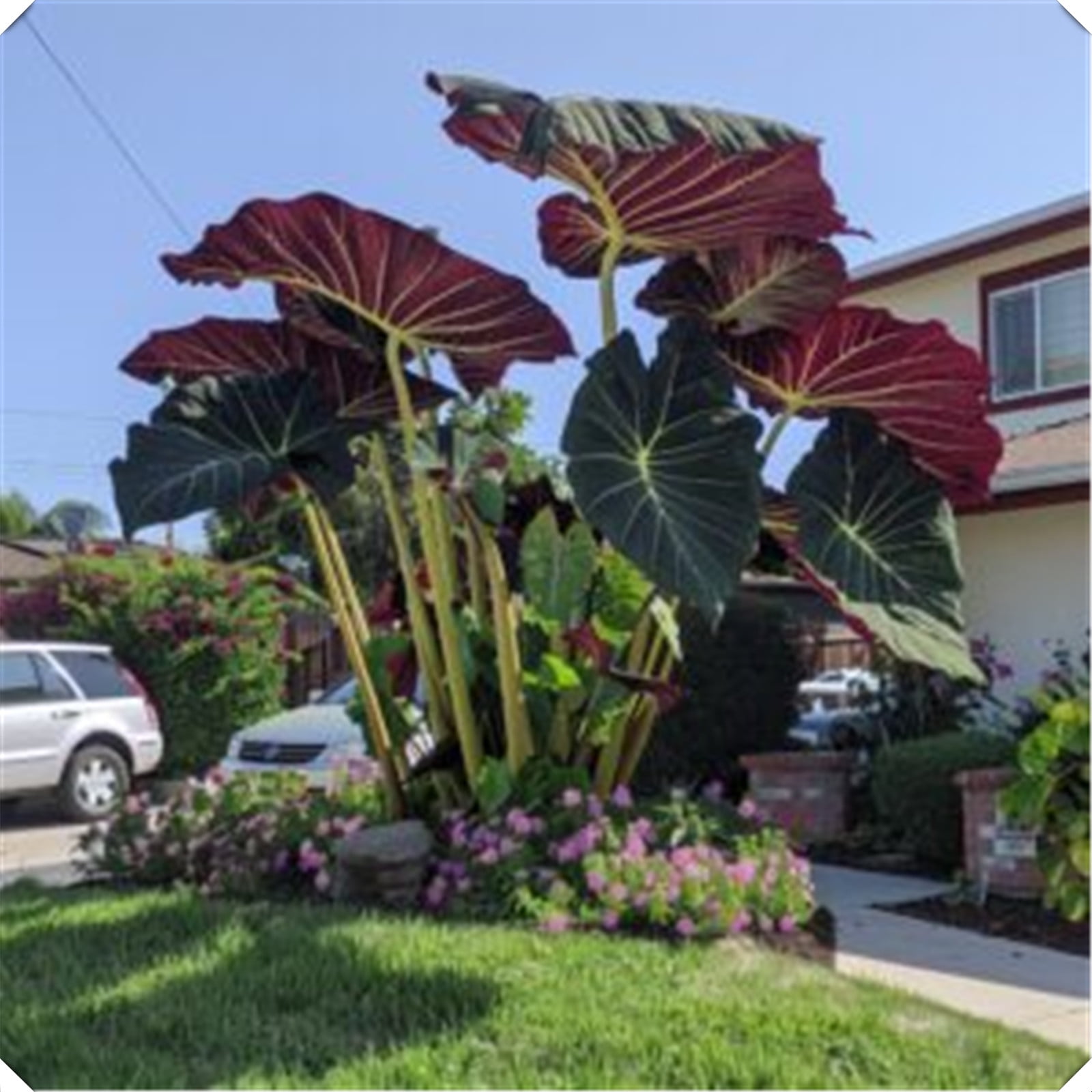 Elephant ears Bulbs/Professional Planting, Corners Garden/ Simple to ...