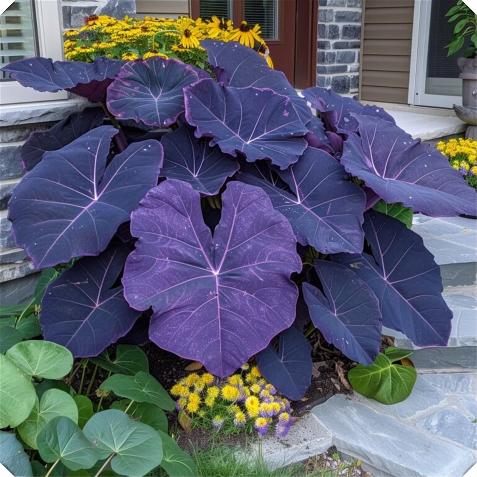 Elephant ears Bulbs/Professional Planting, Corners Garden/ Simple to ...