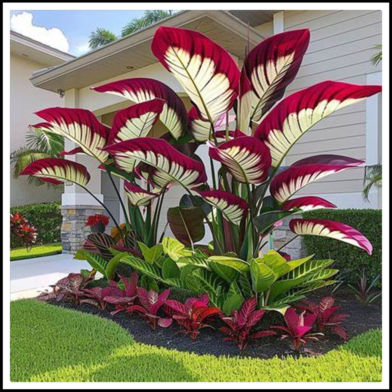 Elephant ears Bulbs/Professional Planting, Corners Garden/ Simple to ...