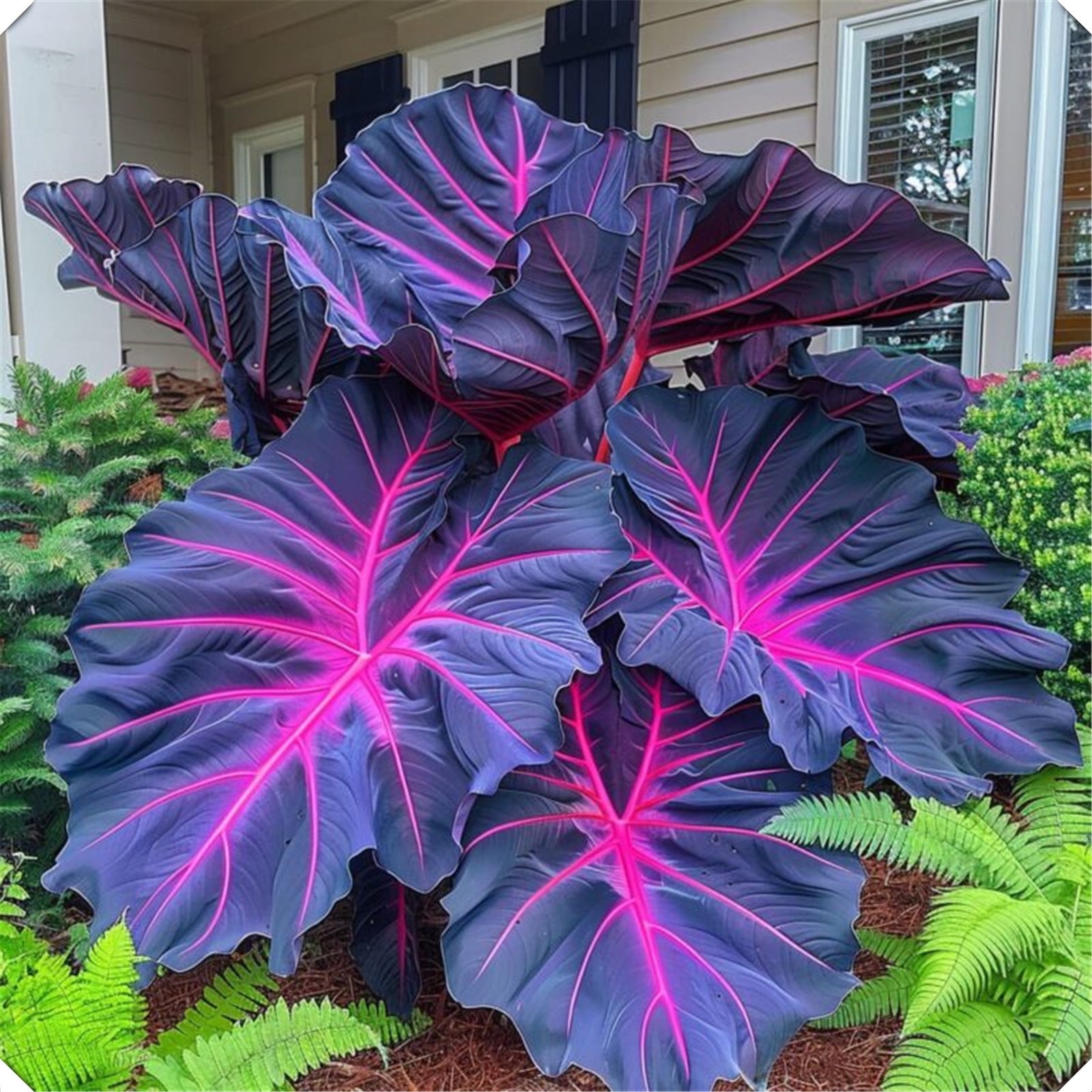 Elephant ears Bulbs/Professional Planting, Corners Garden/ Simple to ...