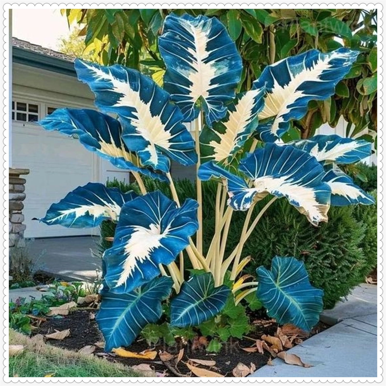 Elephant ears Bulbs/Professional Planting, Simple to Grow Premium ...