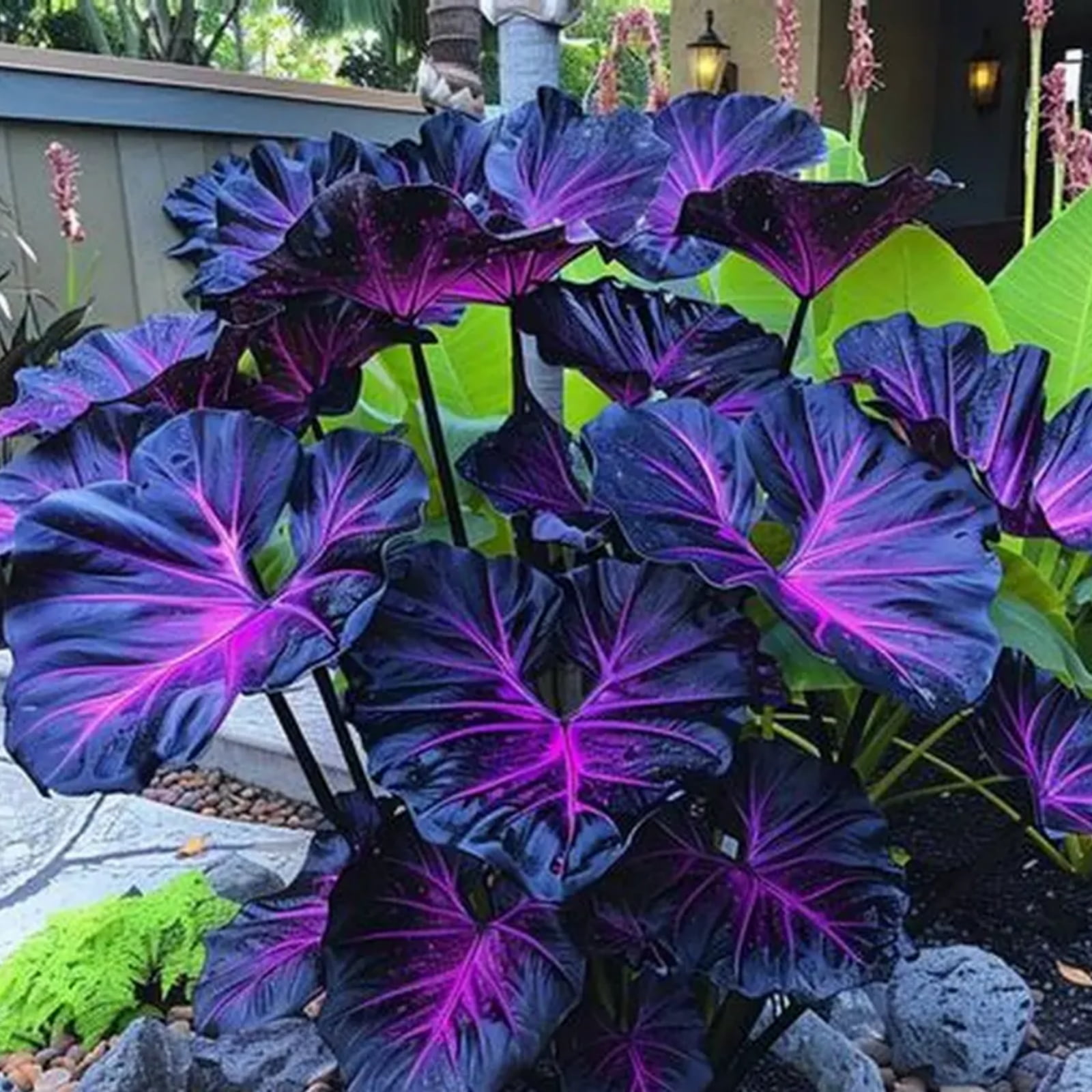 Elephant ears Bulbs/Simple to Grow, Garden Stakes, Corners Garden ...