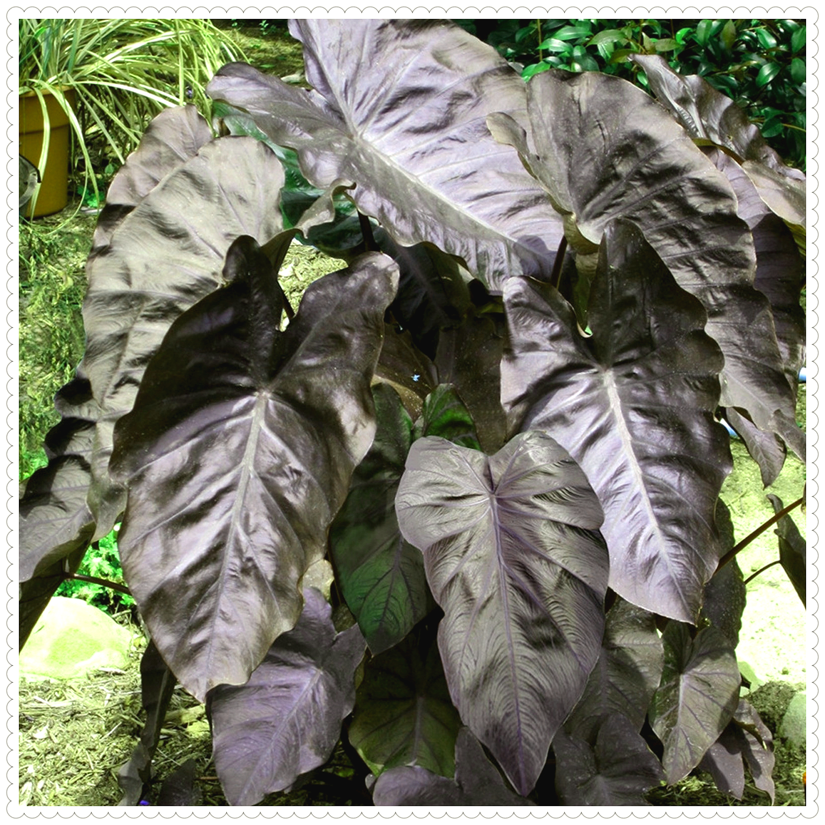 Elephant ears for sale/Easy maintenance/Best for beginners/Fast growth ...