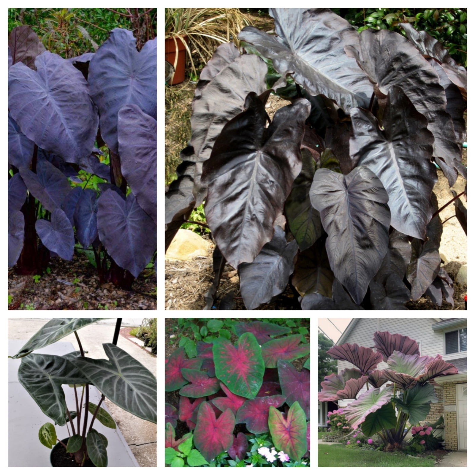 Elephant ears for sale/Easy maintenance/Best for beginners - Walmart.com