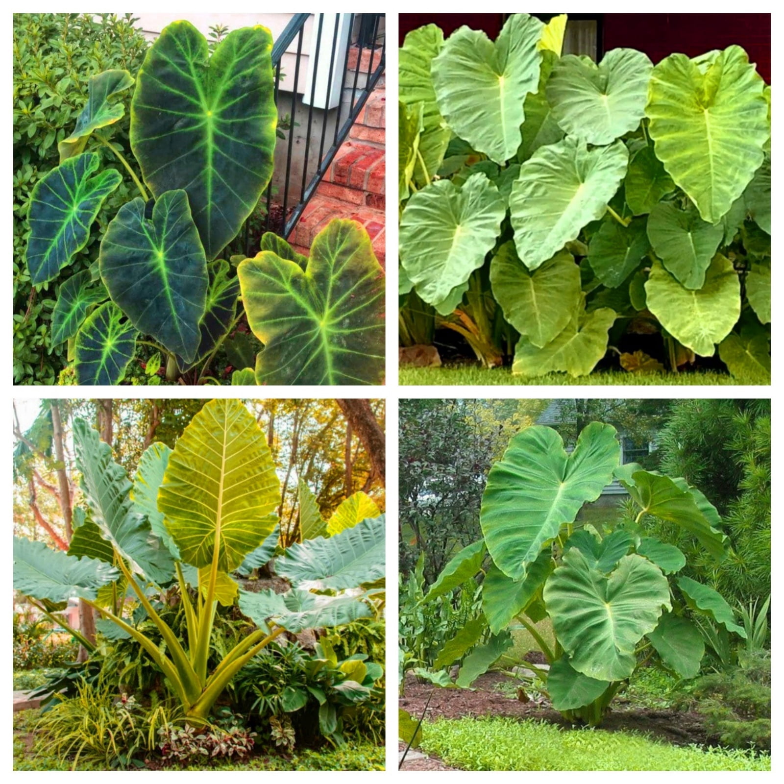 Elephant ears, large-leaf ornamental plants suitable for both indoor ...