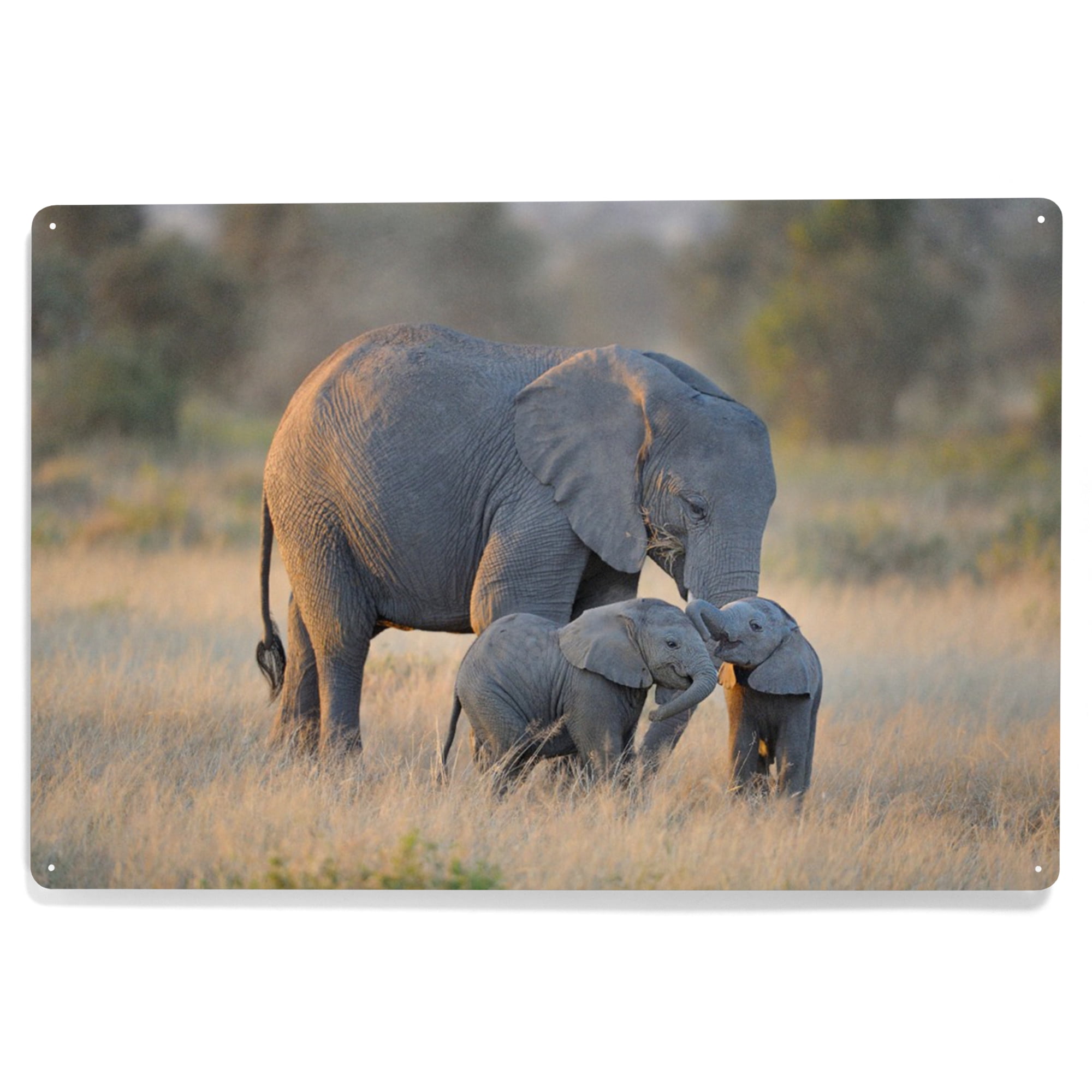 Elephant with Twins (12x18 Aluminum Art, Indoor Outdoor Metal Sign ...