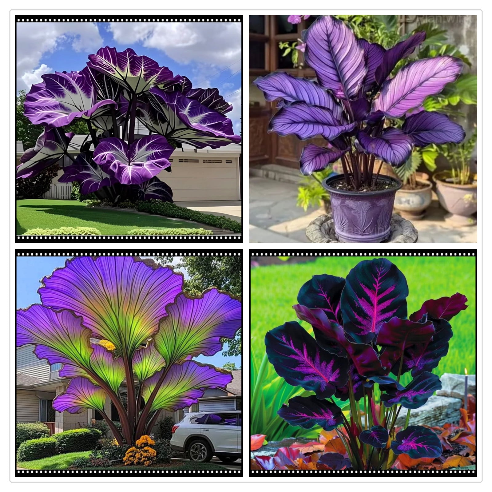 Elephnat ear plants Planting Ornamental Garden Perennial Hard-Resistant ...
