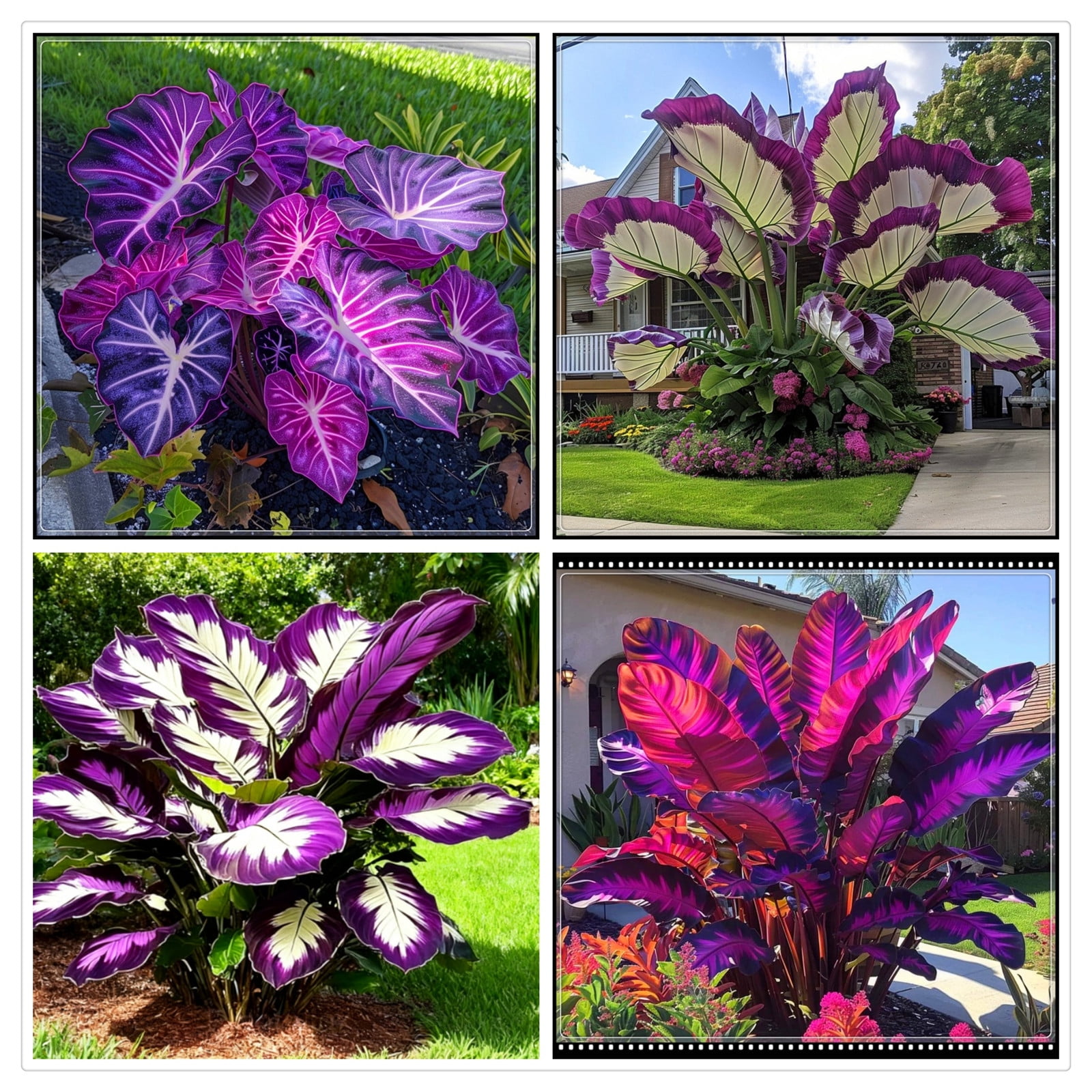 Elephnat ear plants Planting Ornamental Garden Perennial Hard-Resistant ...