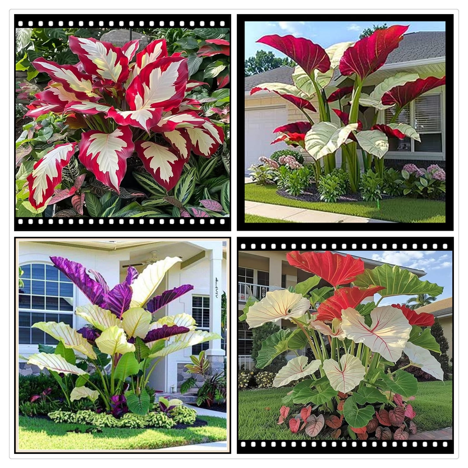 Elephnat ear plants Planting Ornamental Garden Perennial Hard-Resistant ...