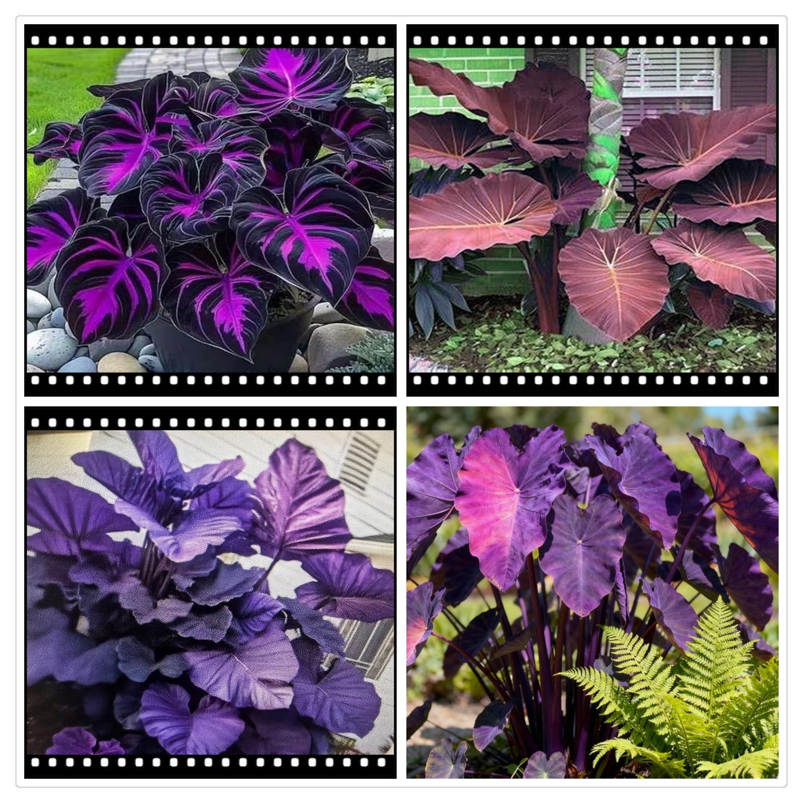Elephnat ear plants Planting Ornamental Garden Perennial Hard-Resistant ...