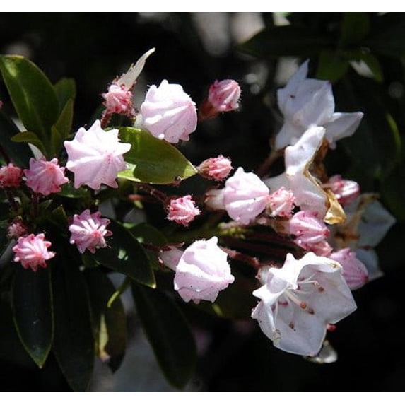 "Hirt's Gardens, Dwarf Evergreen Shrub, Mountain Laurel Kalmia, Pale ...