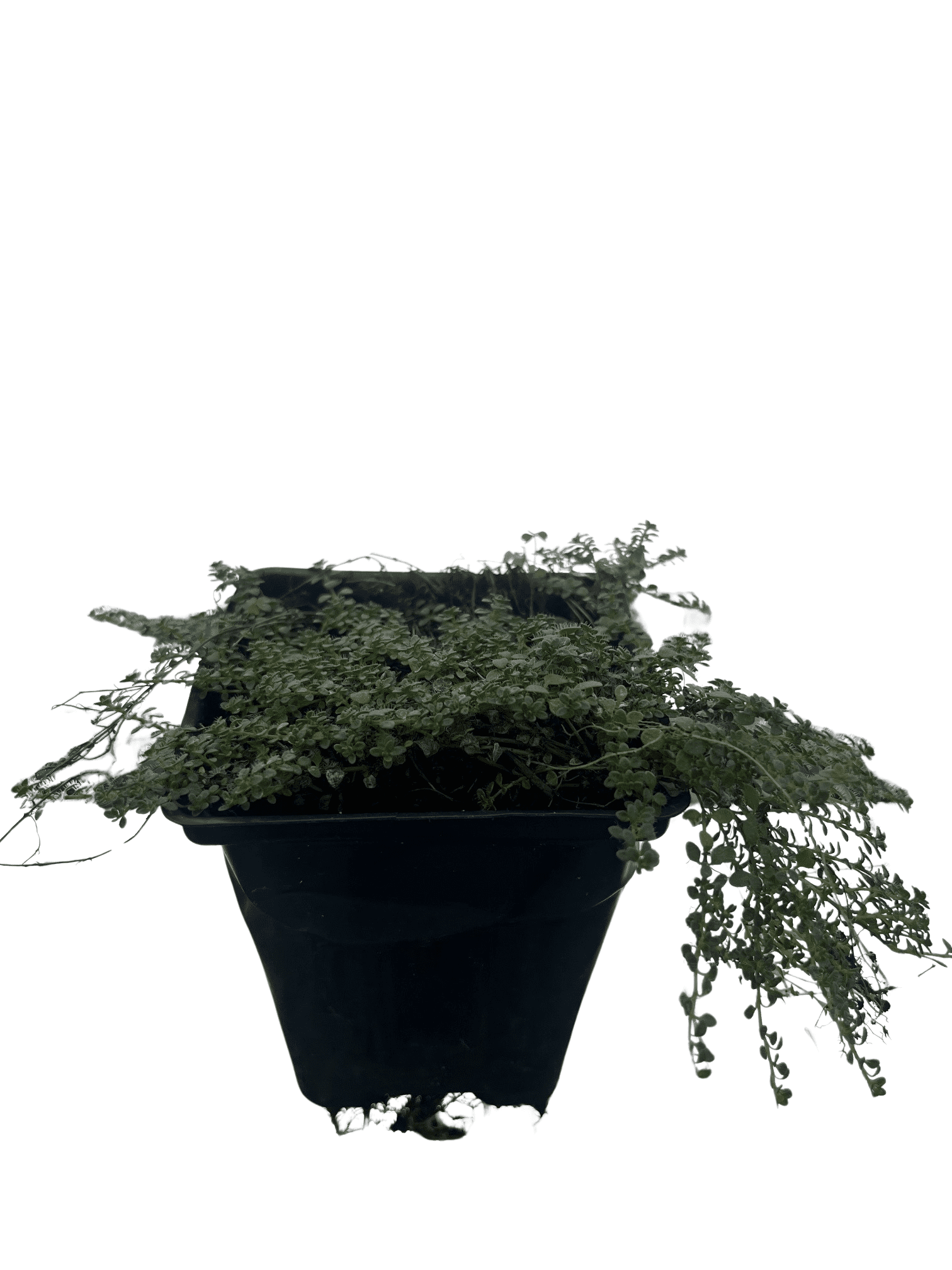 Elfin Thyme Plant - Thymus minus - World's Smallest Thyme - Live Plant ...
