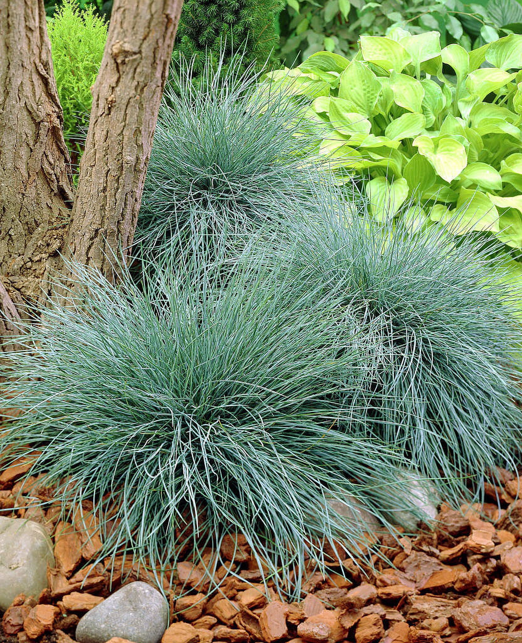 Elijah Blue Fescue Grass - Festuca - Hardy Perennial Outdoor Plant for ...
