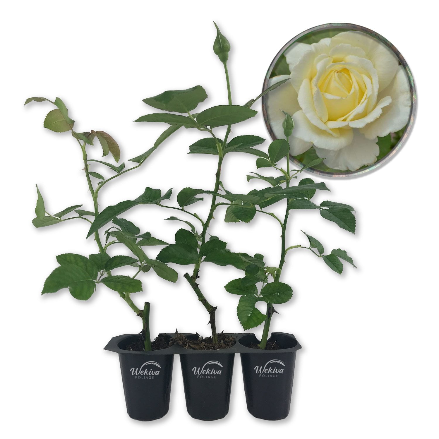 Elina Rose Bush - 3 Live Starter Plants in 2 Inch Pots - Beautiful ...