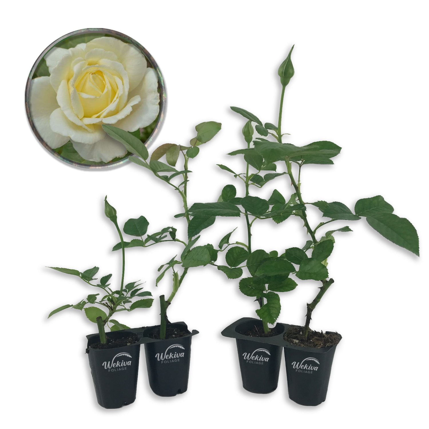 Elina Rose Bush - 4 Live Starter Plants in 2 Inch Pots - Beautiful ...