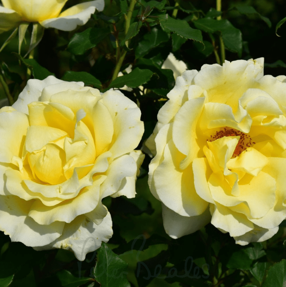 Elina Yellow Light Rose Plant Live, Hybrid Tea Rose Bush Live Plant ...