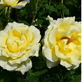 Elina Yellow Light Rose Plant Live, Hybrid Tea Rose Bush Live Plant ...
