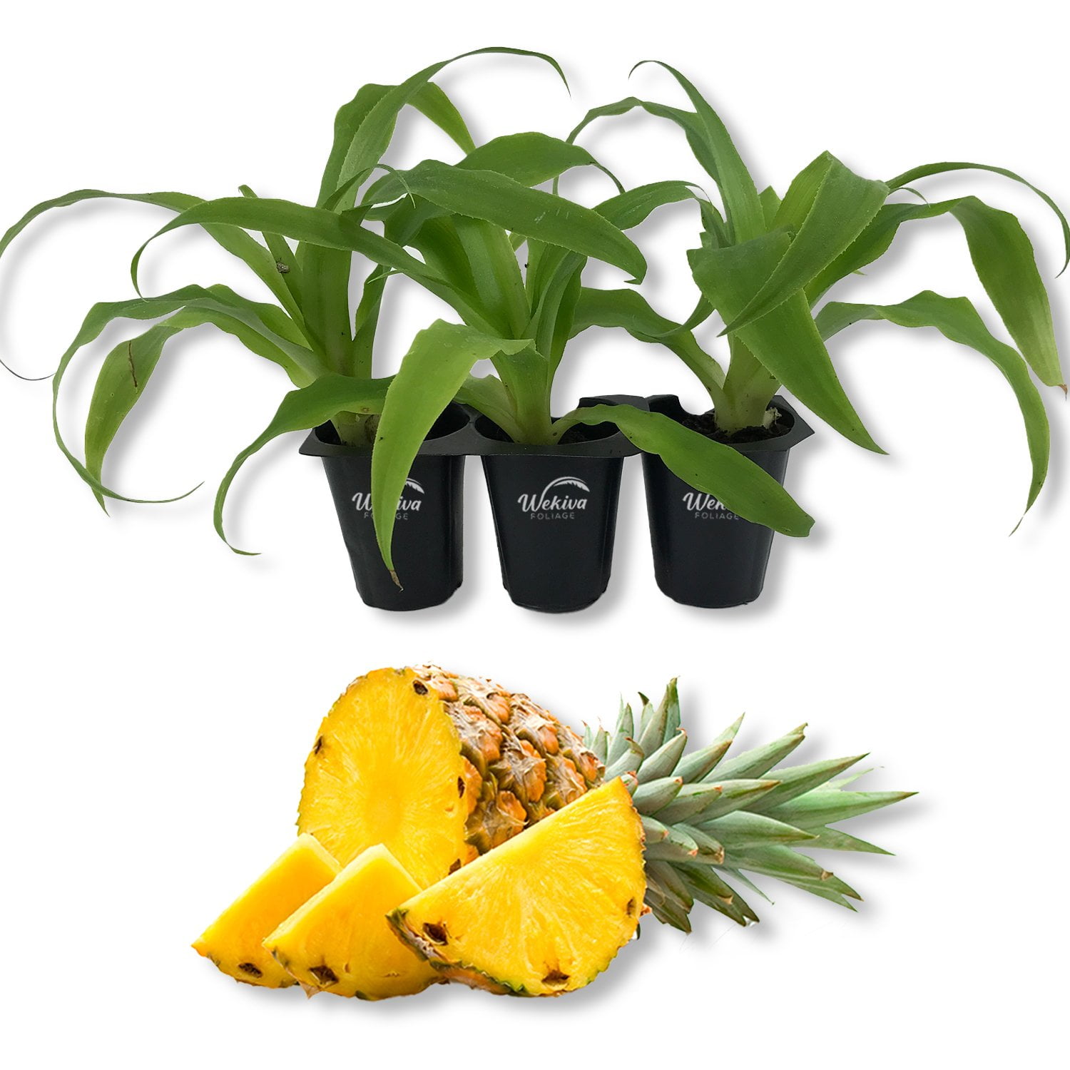 Elite Gold Pineapple Plant - 20 Live Starter Plants in 2 Inch Pots ...