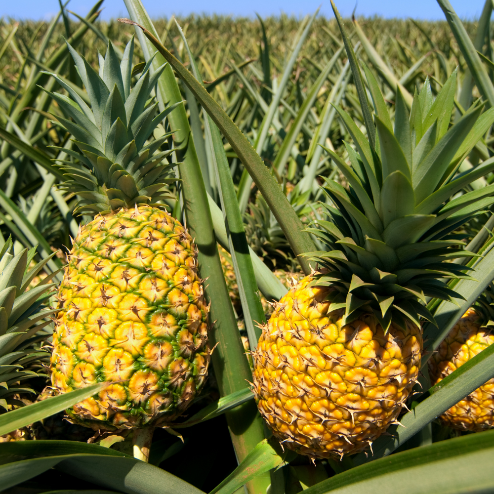 Elite Gold Pineapple Plant, Sweet Pineapple Tree Live Plant, Hardy ...