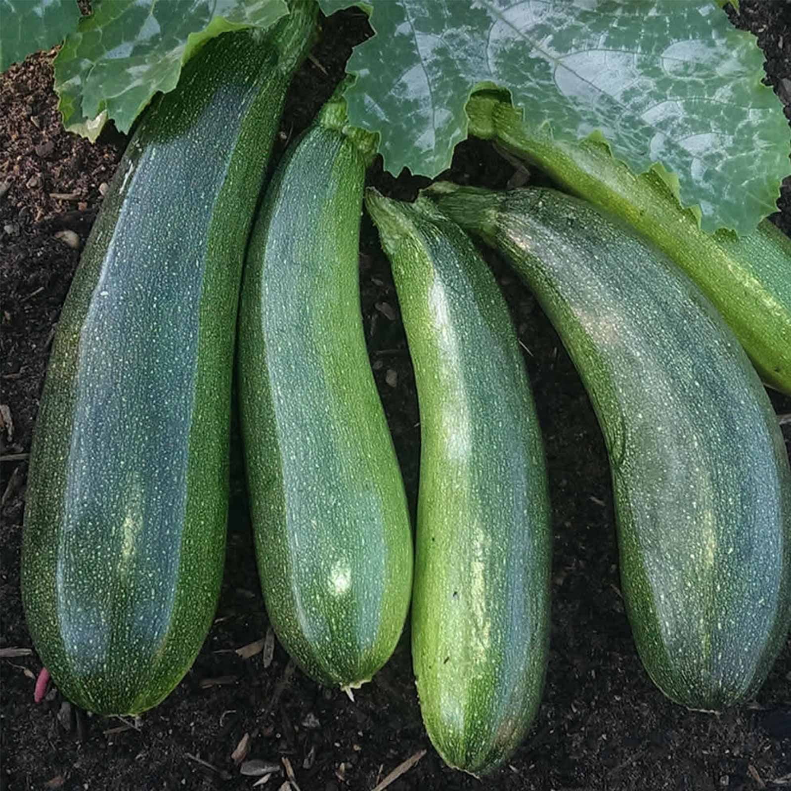 Elite Hybrid Zucchini Summer Squash Garden Seeds - 100 Seeds - Non-GMO ...