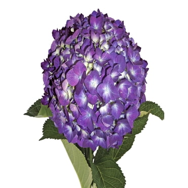 Hydrangeas 30 Stems of Shocking Blue Fresh Cut Flowers by Bloomingmore ...