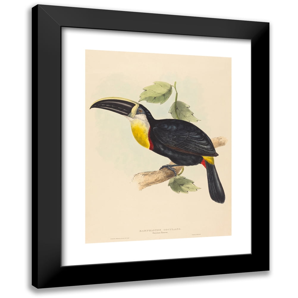 Elizabeth Gould 19x24 Black Modern Framed Museum Art Print Titled ...
