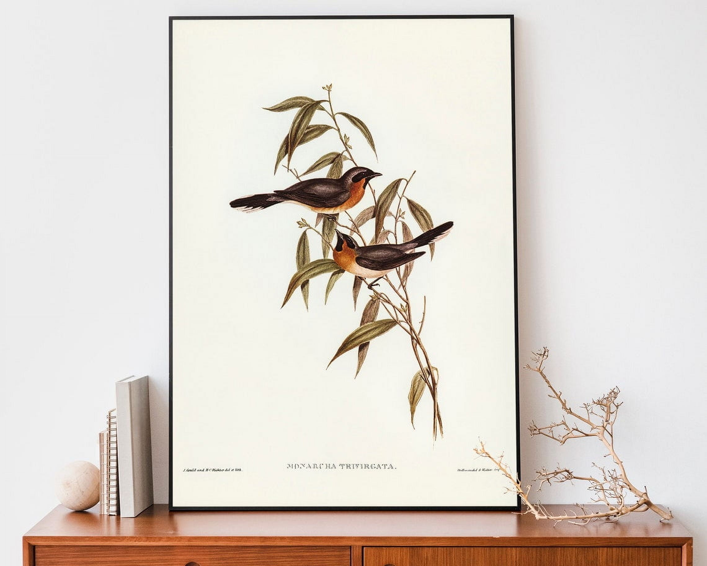 Elizabeth Gould Flycatcher Bird Illustration Birds Of Australia Wall ...