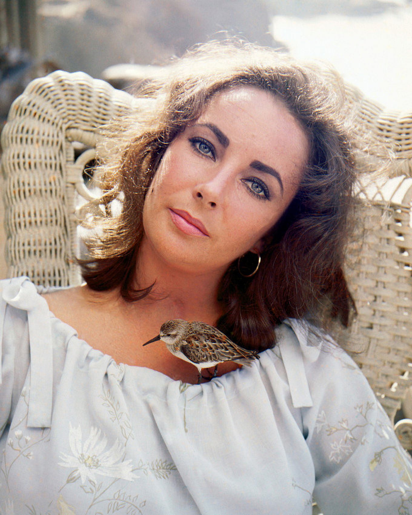 Elizabeth Taylor Beautiful Late 60's 24x36 Classic Hollywood Poster ...