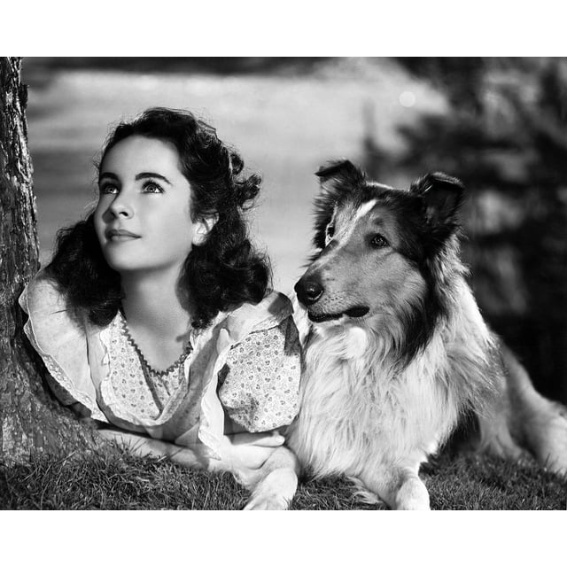 Elizabeth Taylor With Lassie 24x36 Classic Hollywood Poster - Walmart.com