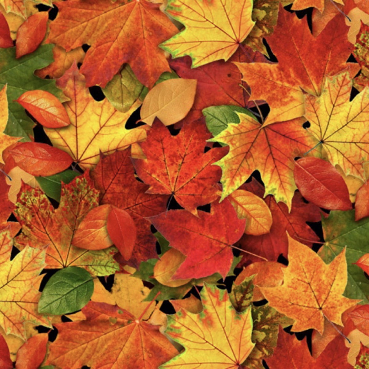 Elizabeth's Studio Landscape Medley Maple Leaves Multi 100% Cotton ...