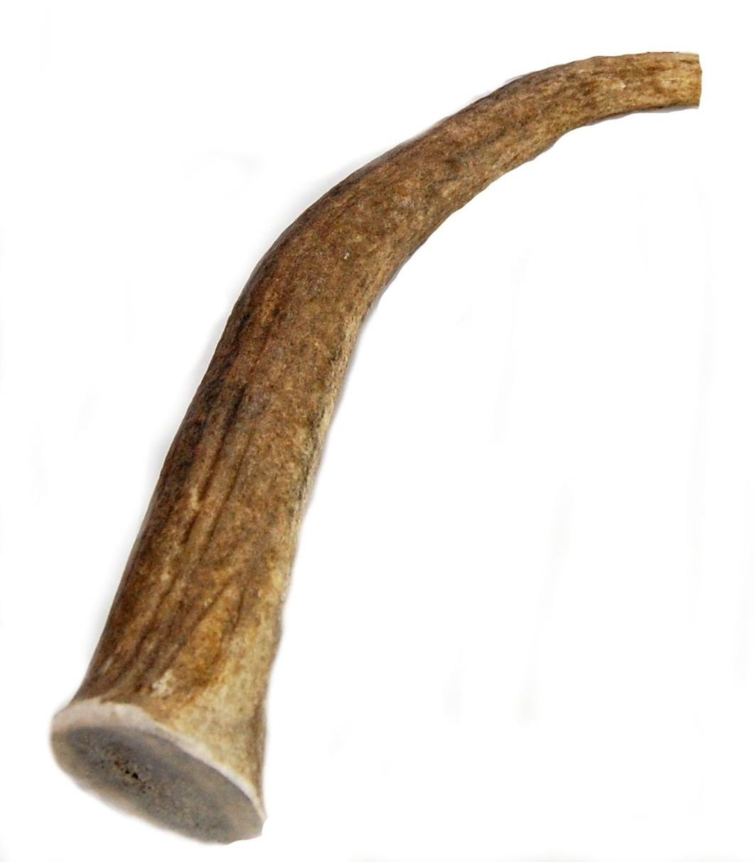 Elk Antler Dog Chew, Extra Large Tine, 8 inches to 12 inches, XL ...