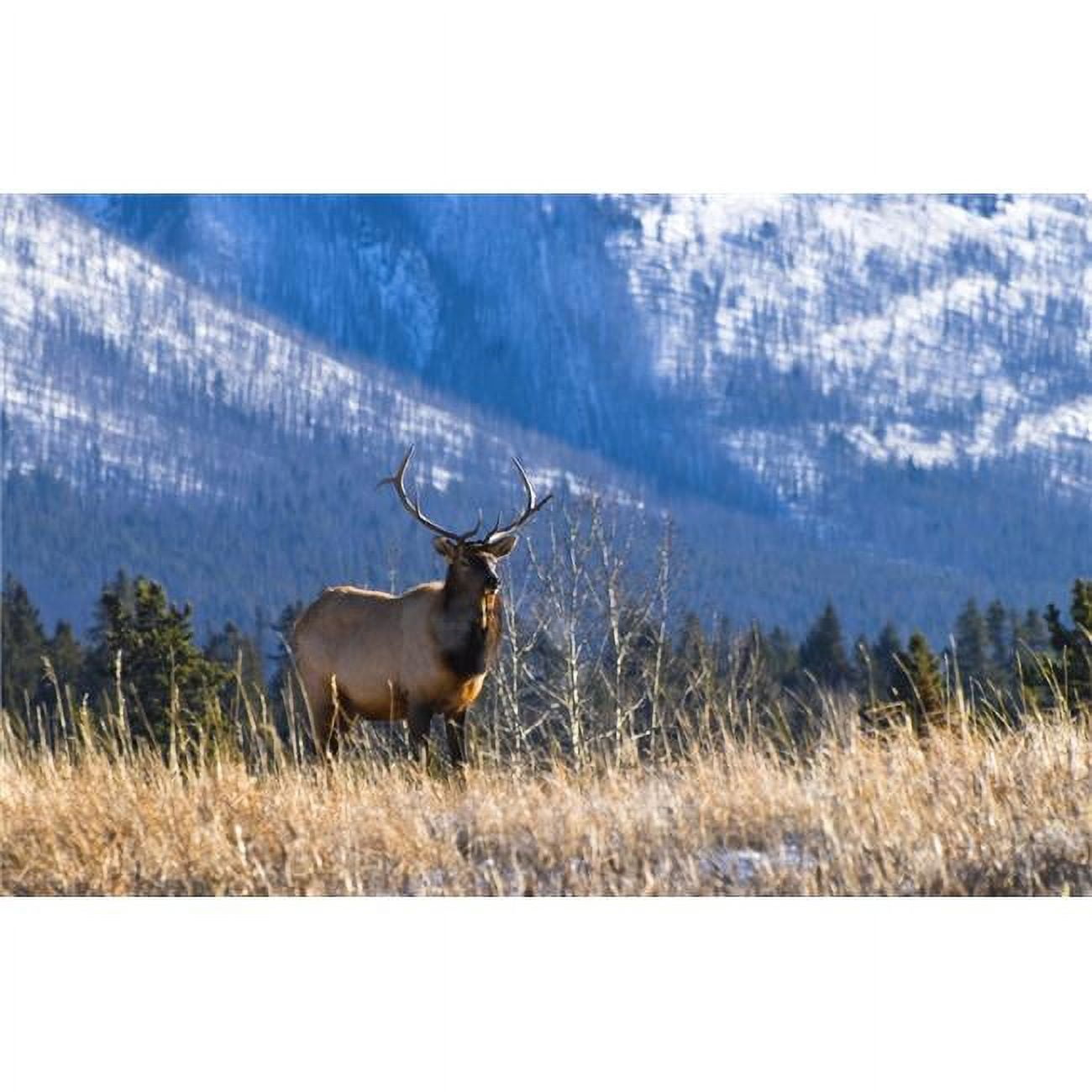 Elk in Forest Banff National Park Alberta Canada Poster Print by ...