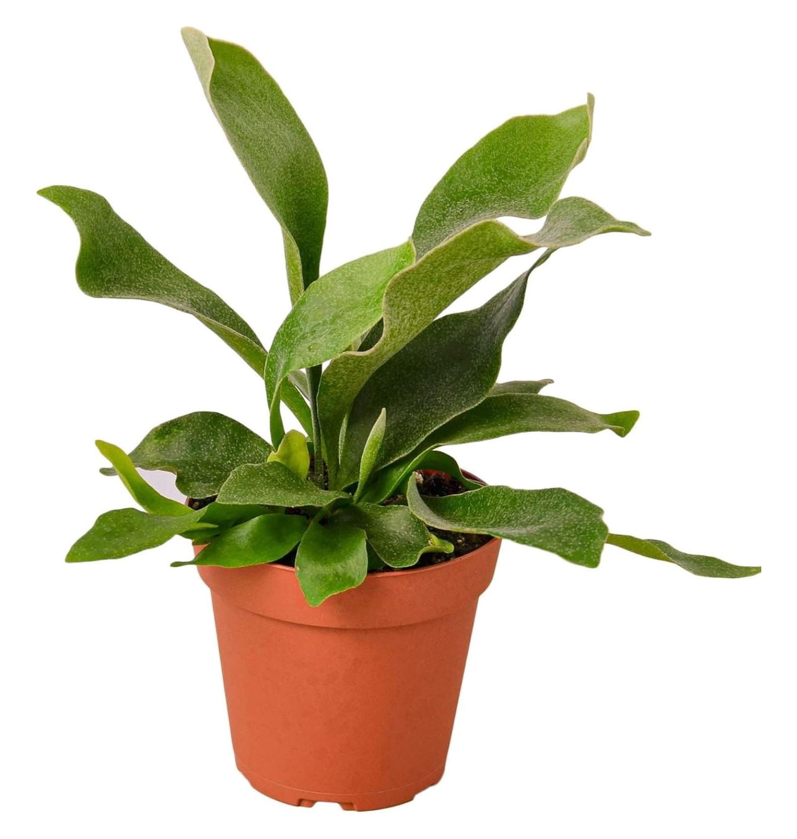 Elkhorn Fern Live Plant for Indoor | Different Houseplants in 4'' & 6 ...