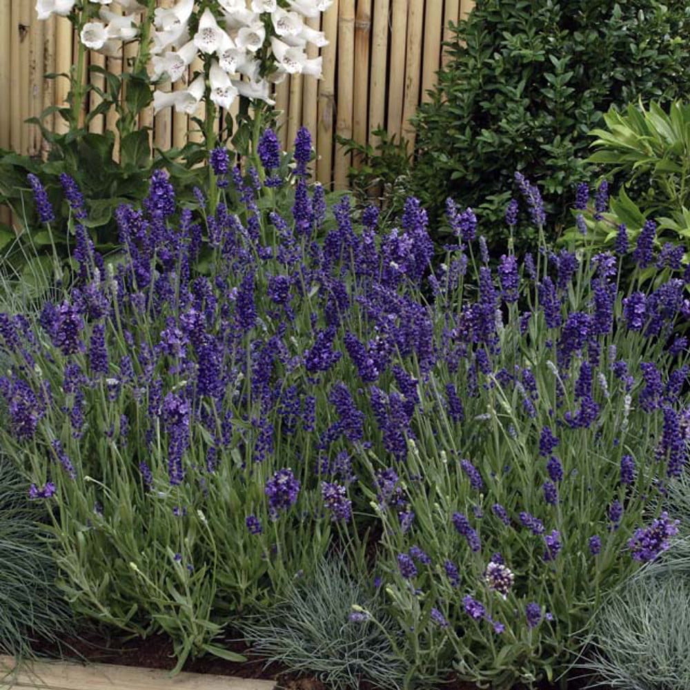 Ellagance Purple Lavender Herb - 4 Plants - Lavandula - Walmart.com