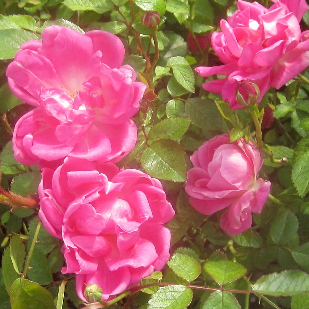 Ellen Poulsen Historic Rose by Heirloom Roses - Pink Rose Bush Ready To ...
