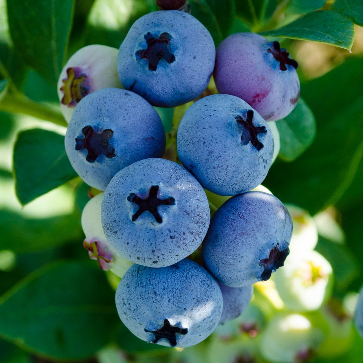 Elliot Blueberry 2.50 Qt. Potted Deciduous Fruit Bearing Shrub (1-Pack ...