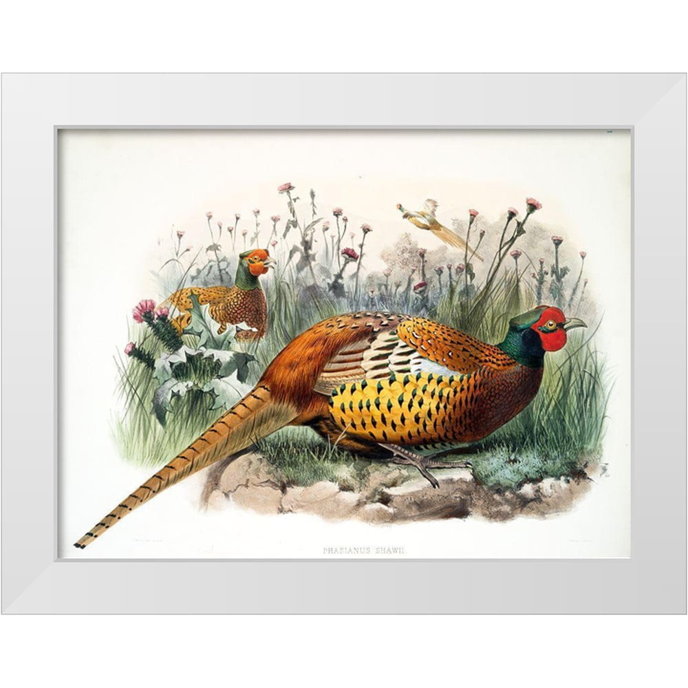 Elliot, David 24x19 White Modern Wood Framed Museum Art Print Titled ...